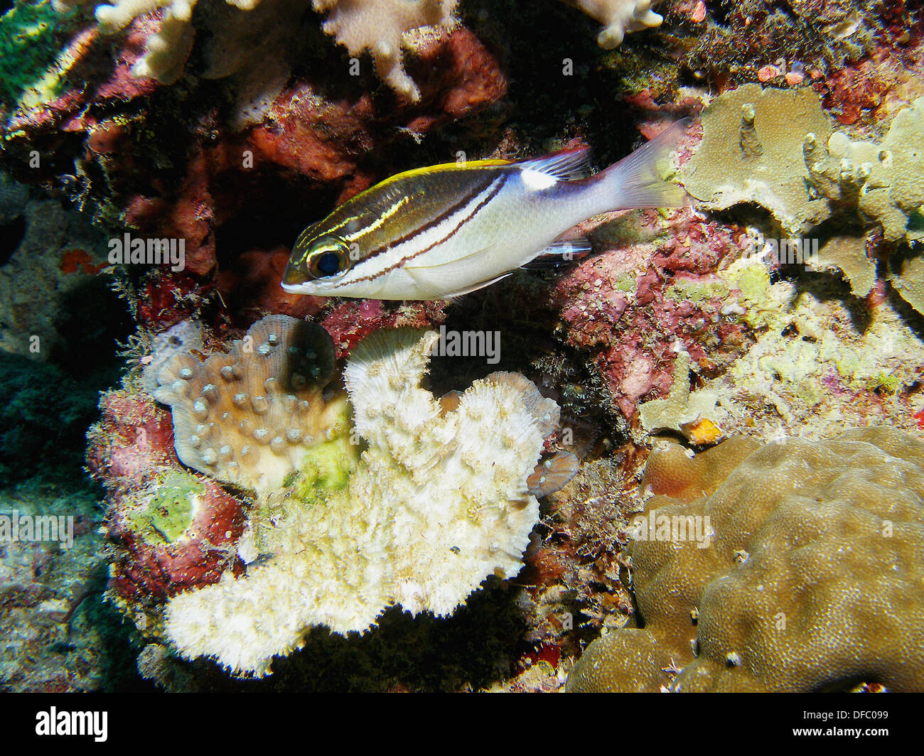 Two-lined Monocle Bream (Scolopsis bilineata). Celebes Sea, Malaysia ...