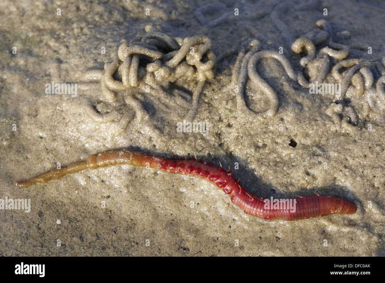 Arenicola Marina High Resolution Stock Photography and Images - Alamy
