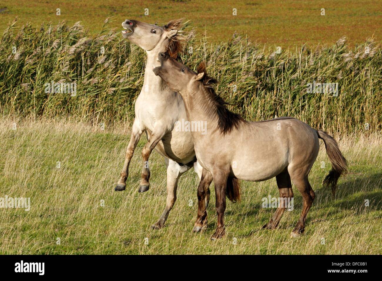 Konik Horses / Konik-Pferde Stock Photo - Alamy