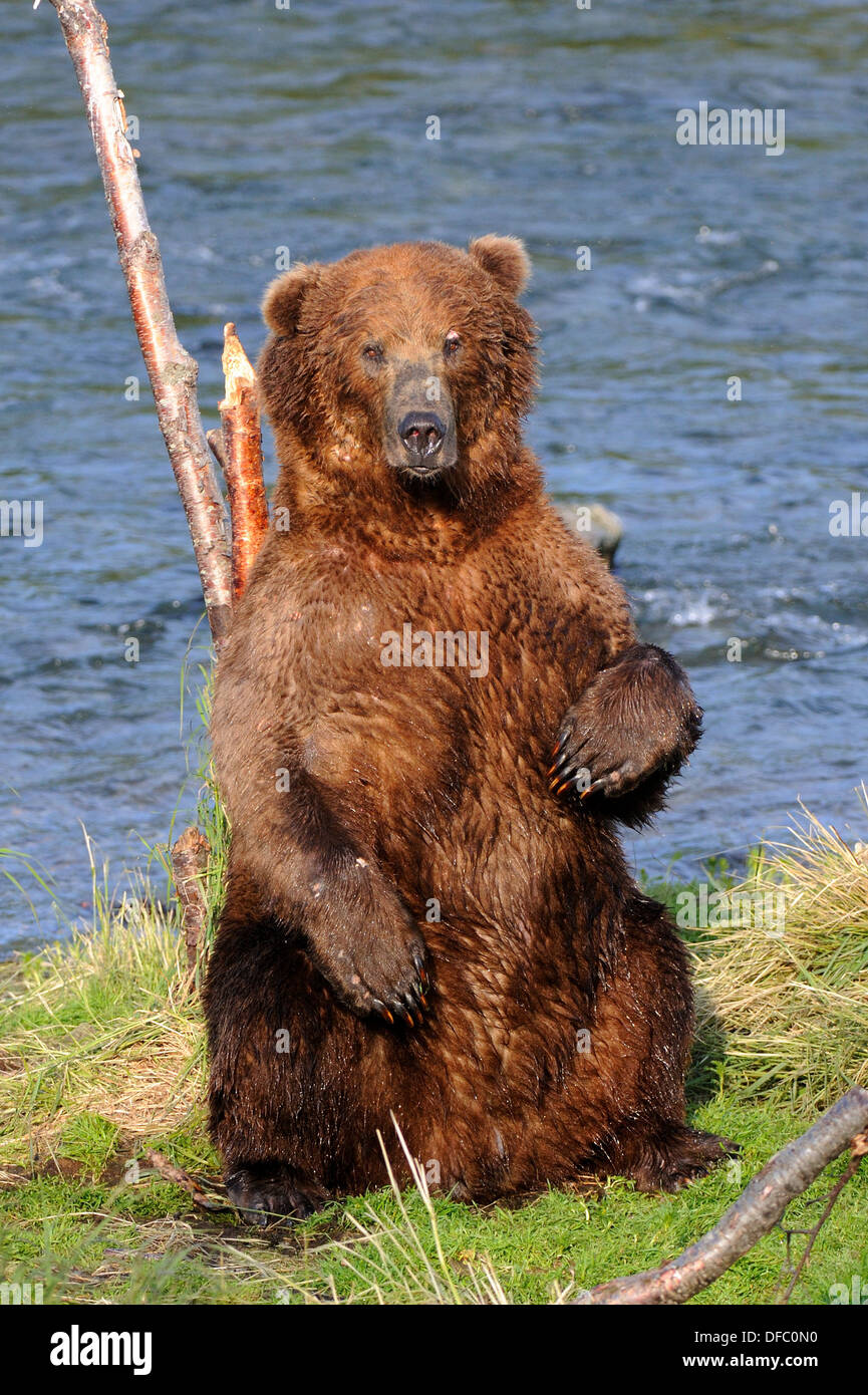 Bear scratch hi-res stock photography and images - Alamy