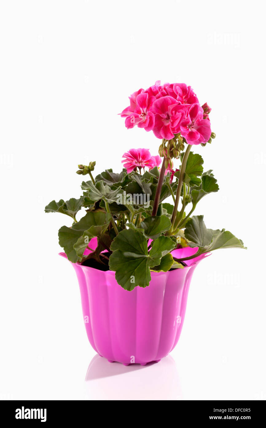 Potted plant of geranium flower on white background, close up Stock ...