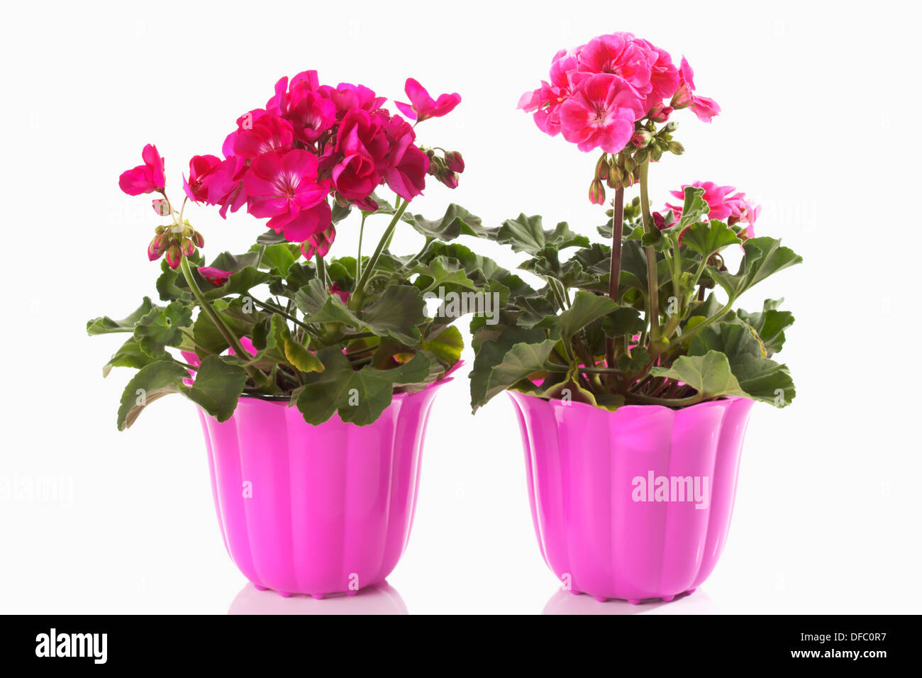 Potted geranium hi-res stock photography and images - Alamy