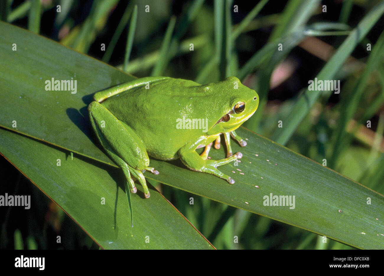 Stripeless tree frog hyla meridionalis hi-res stock photography and ...