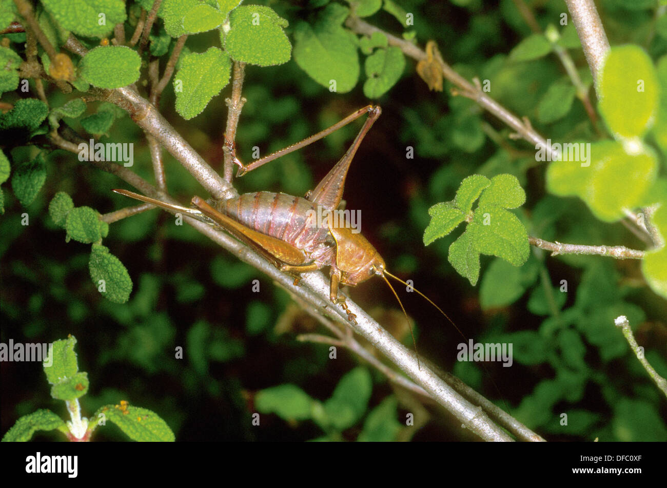Grasshopper fam tettigoniidae hi-res stock photography and images - Alamy