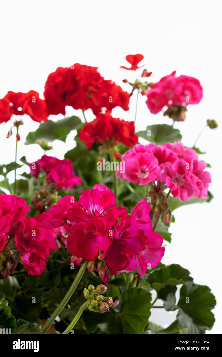 Geranium flowers on white background hi-res stock photography and ...