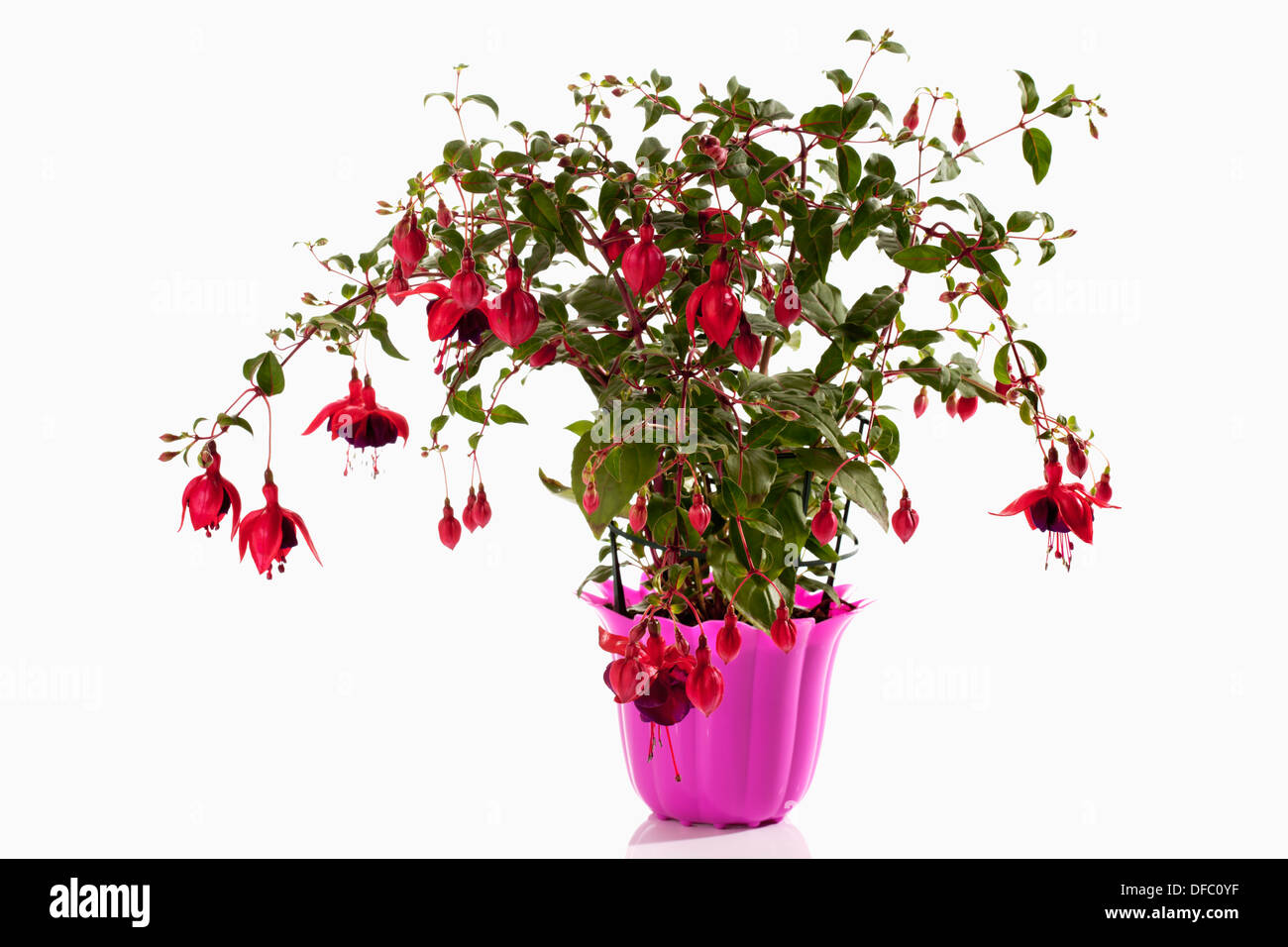 Potted fuchsia hi-res stock photography and images - Alamy