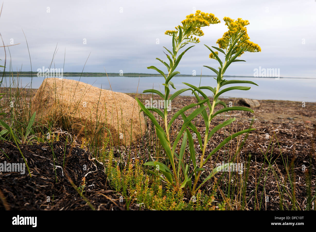 Seaside goldenrod flower hi-res stock photography and images - Alamy