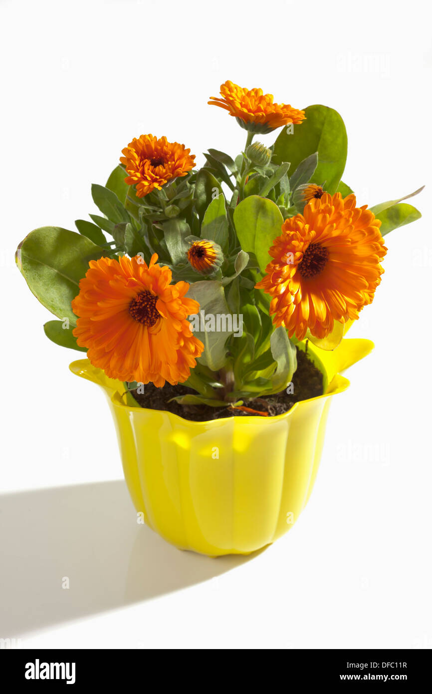 Potted plant of calendula flowers on white background, close up Stock ...