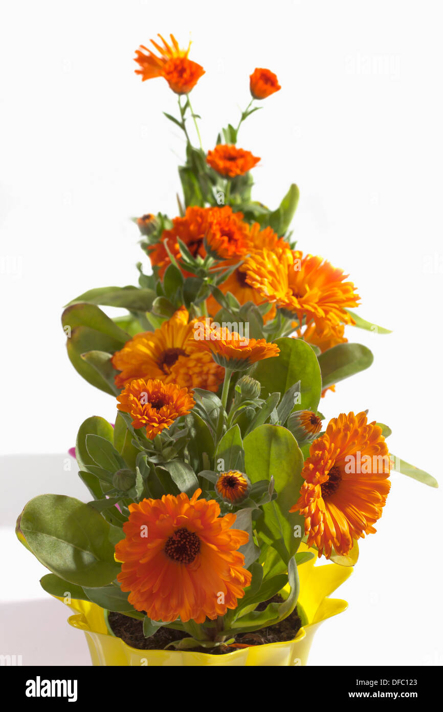 Calendula plant hi-res stock photography and images - Alamy