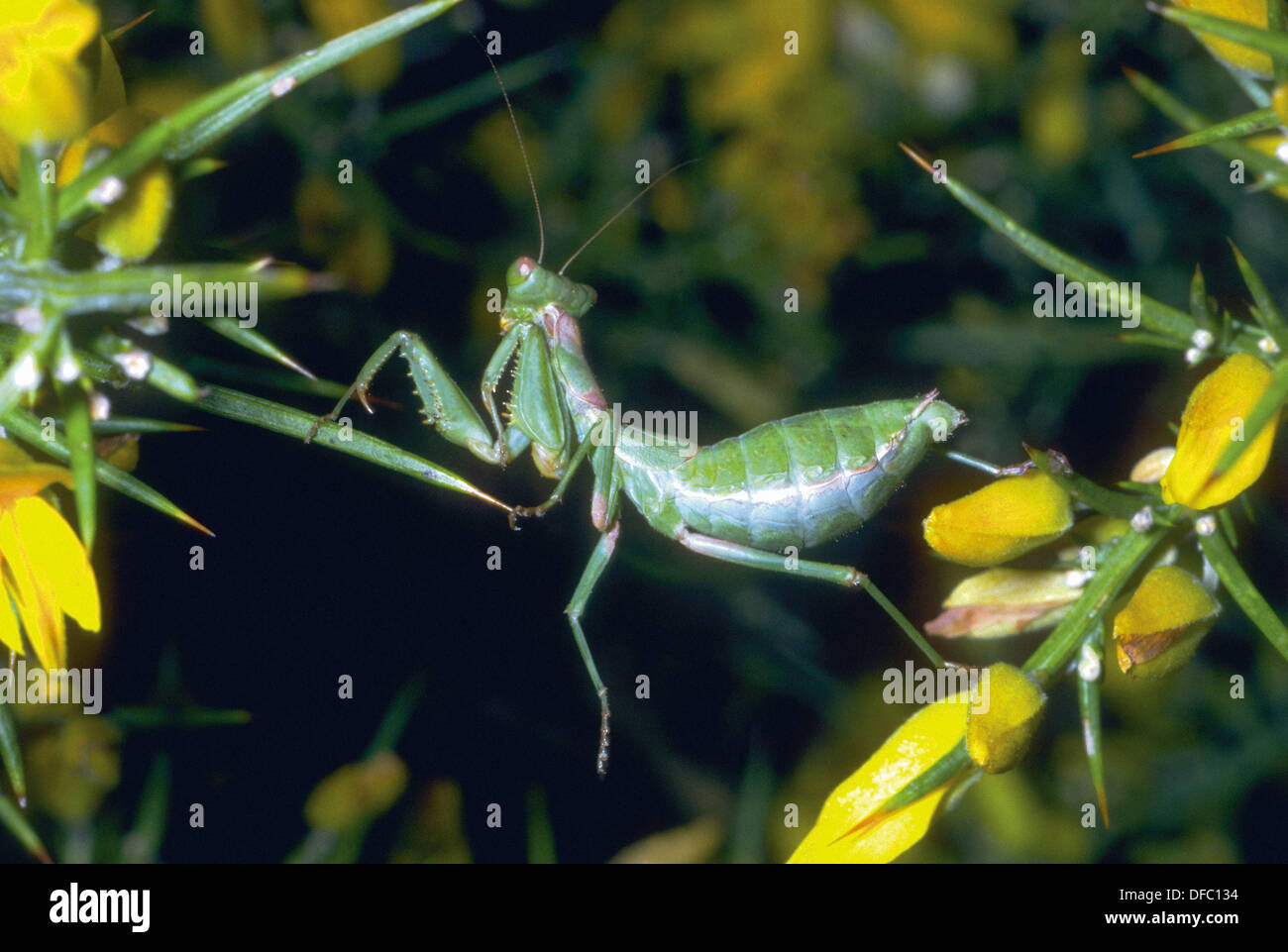 Objecta hi-res stock photography and images - Alamy