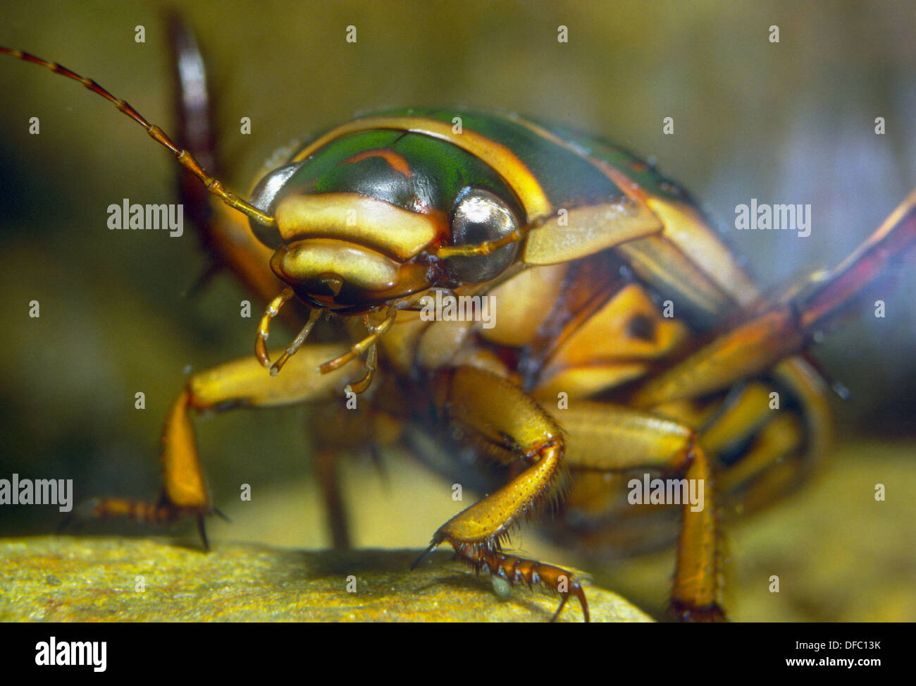 Dytiscus hi-res stock photography and images - Alamy