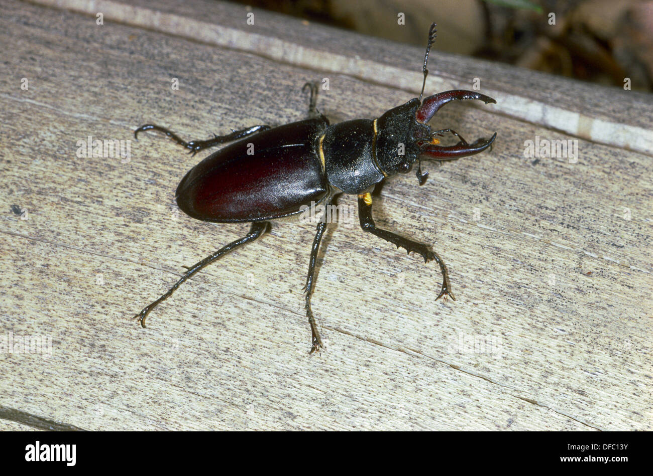 Pinching beetle hi-res stock photography and images - Alamy