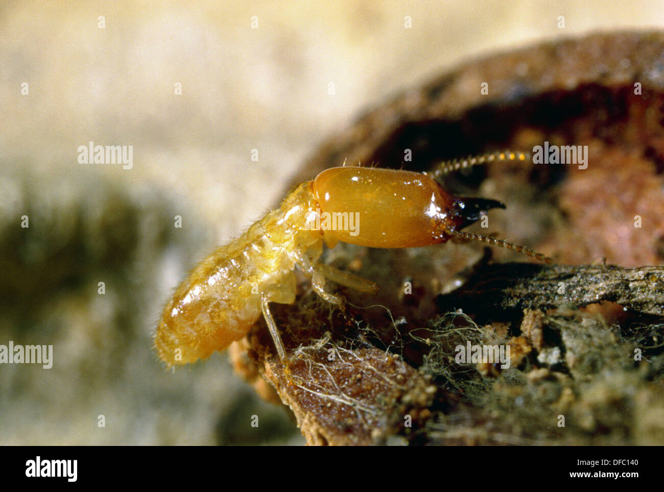Termite Soldier High Resolution Stock Photography and Images - Alamy