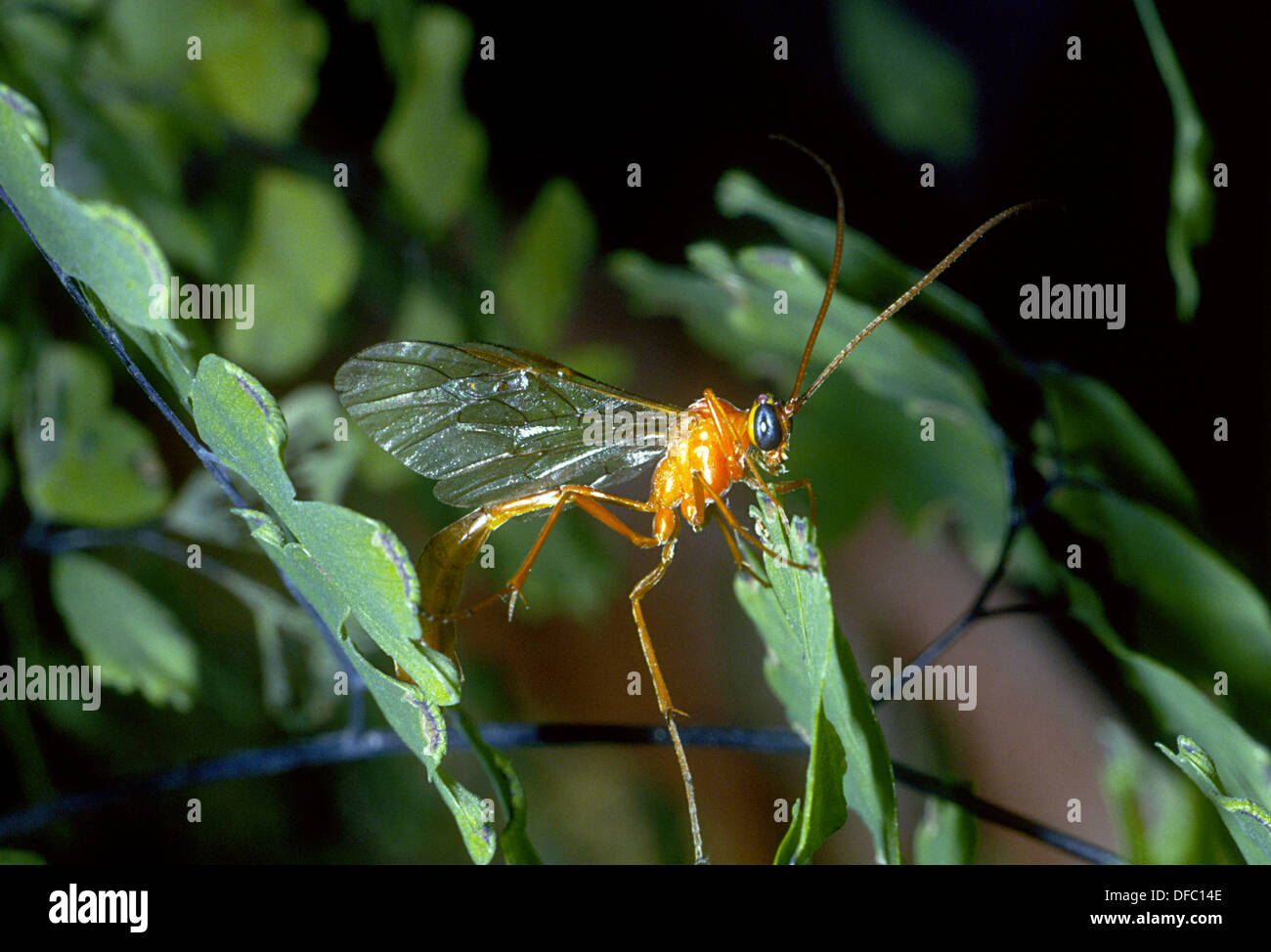 Ichneumonid hi-res stock photography and images - Alamy
