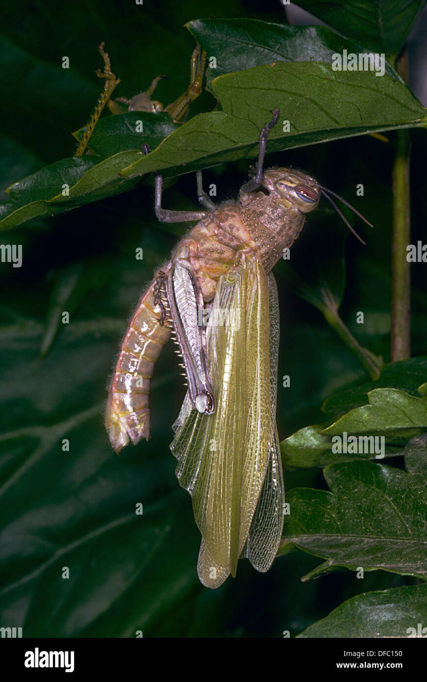 Locust skin hi-res stock photography and images - Alamy