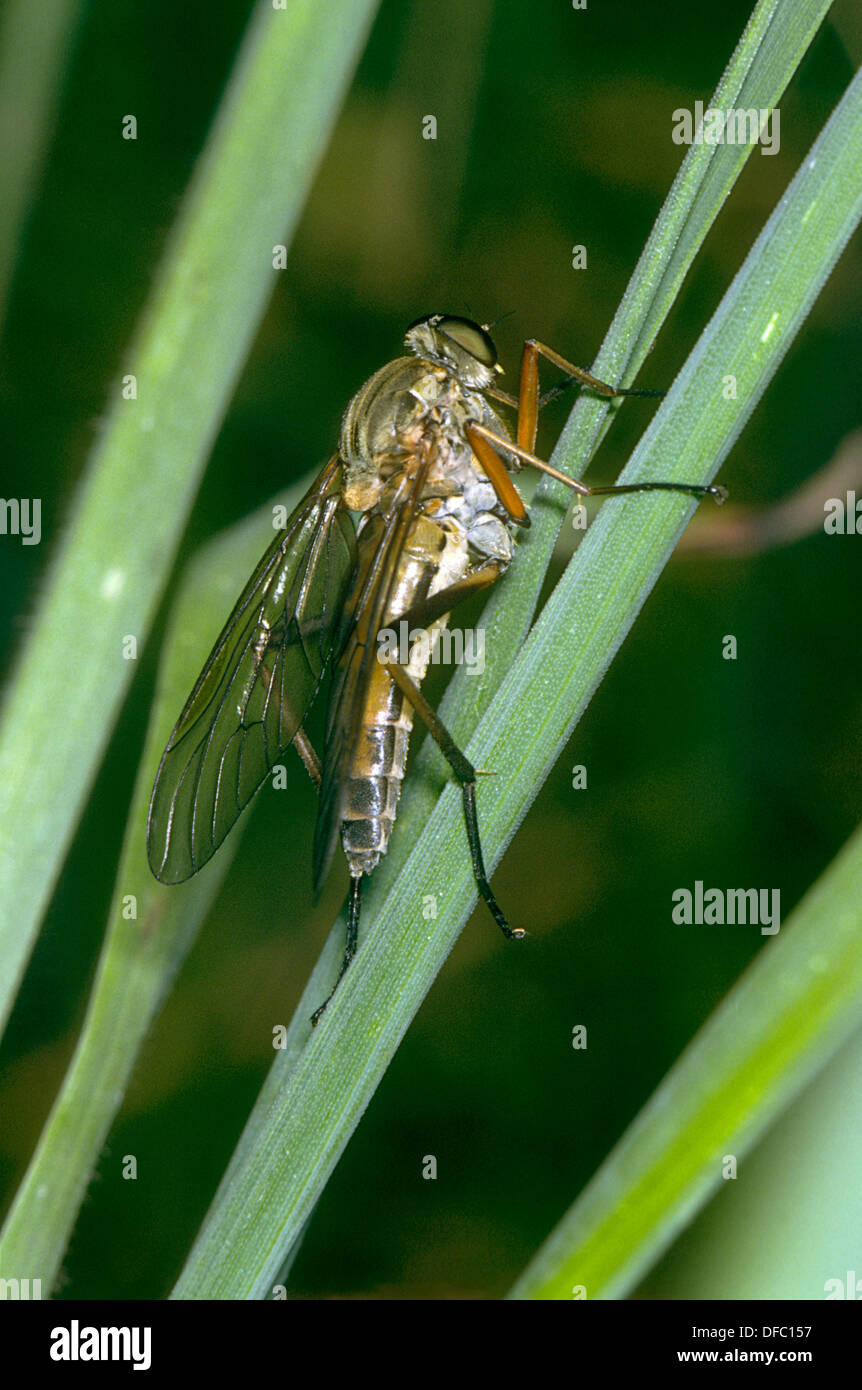 Rhagionidae hi-res stock photography and images - Alamy
