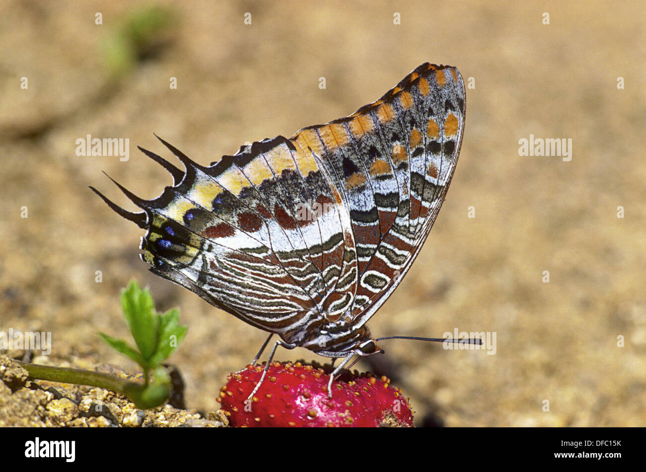 Charaxes jasius butterfly nature hi-res stock photography and images ...
