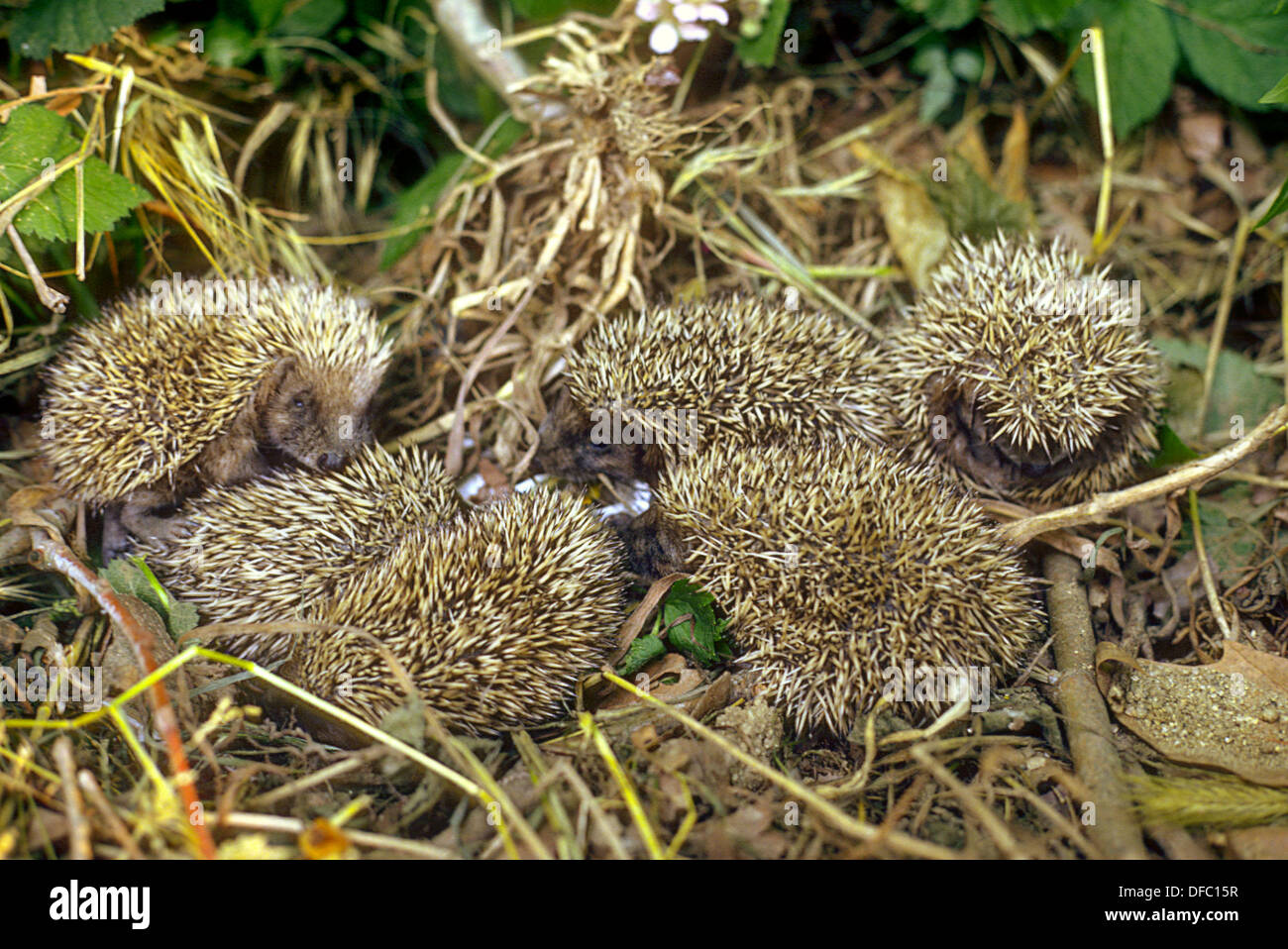Baby european hedgehogs erinaceus europaeus hi-res stock photography ...