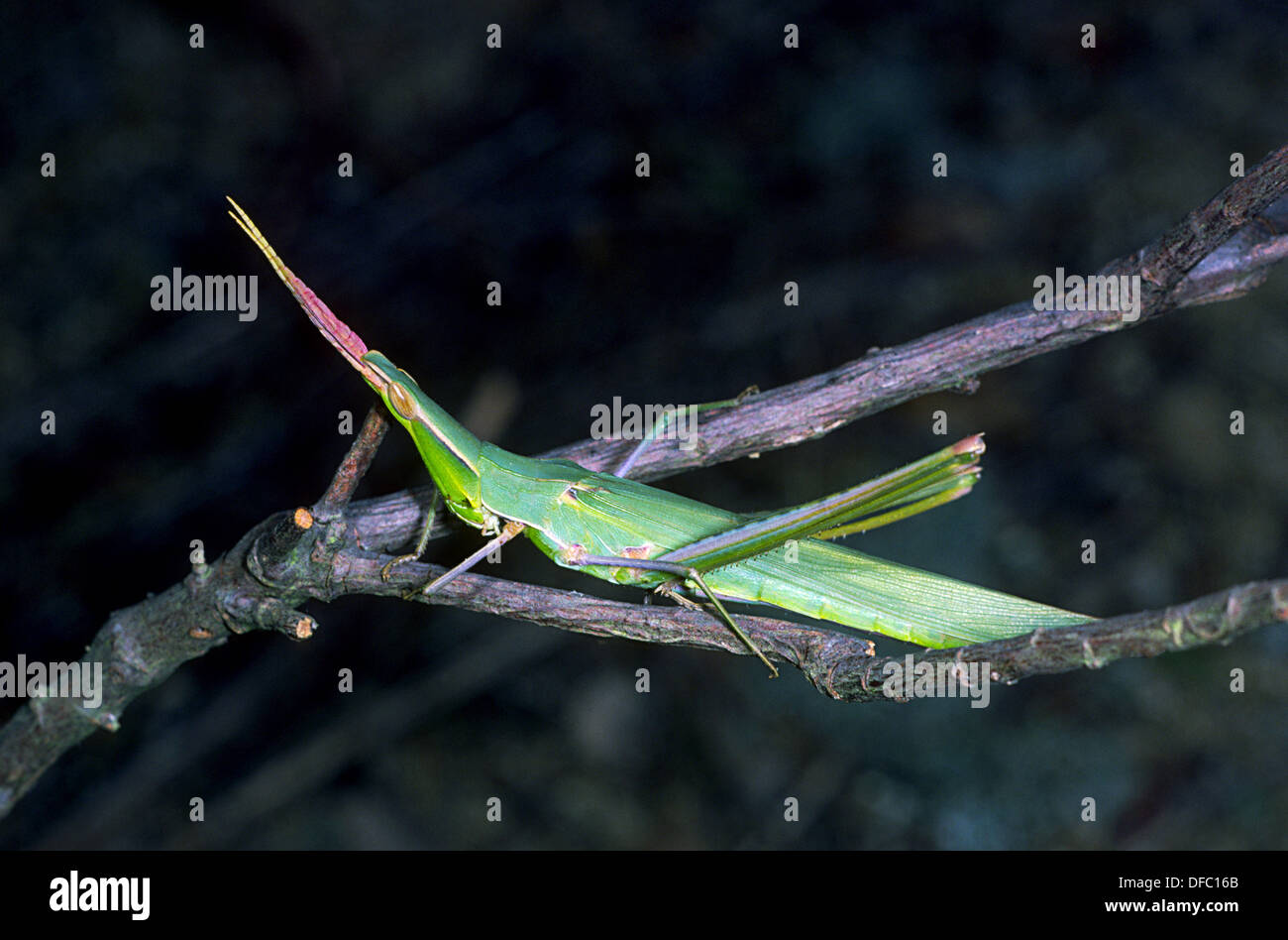 Acrida Hungarica High Resolution Stock Photography and Images - Alamy