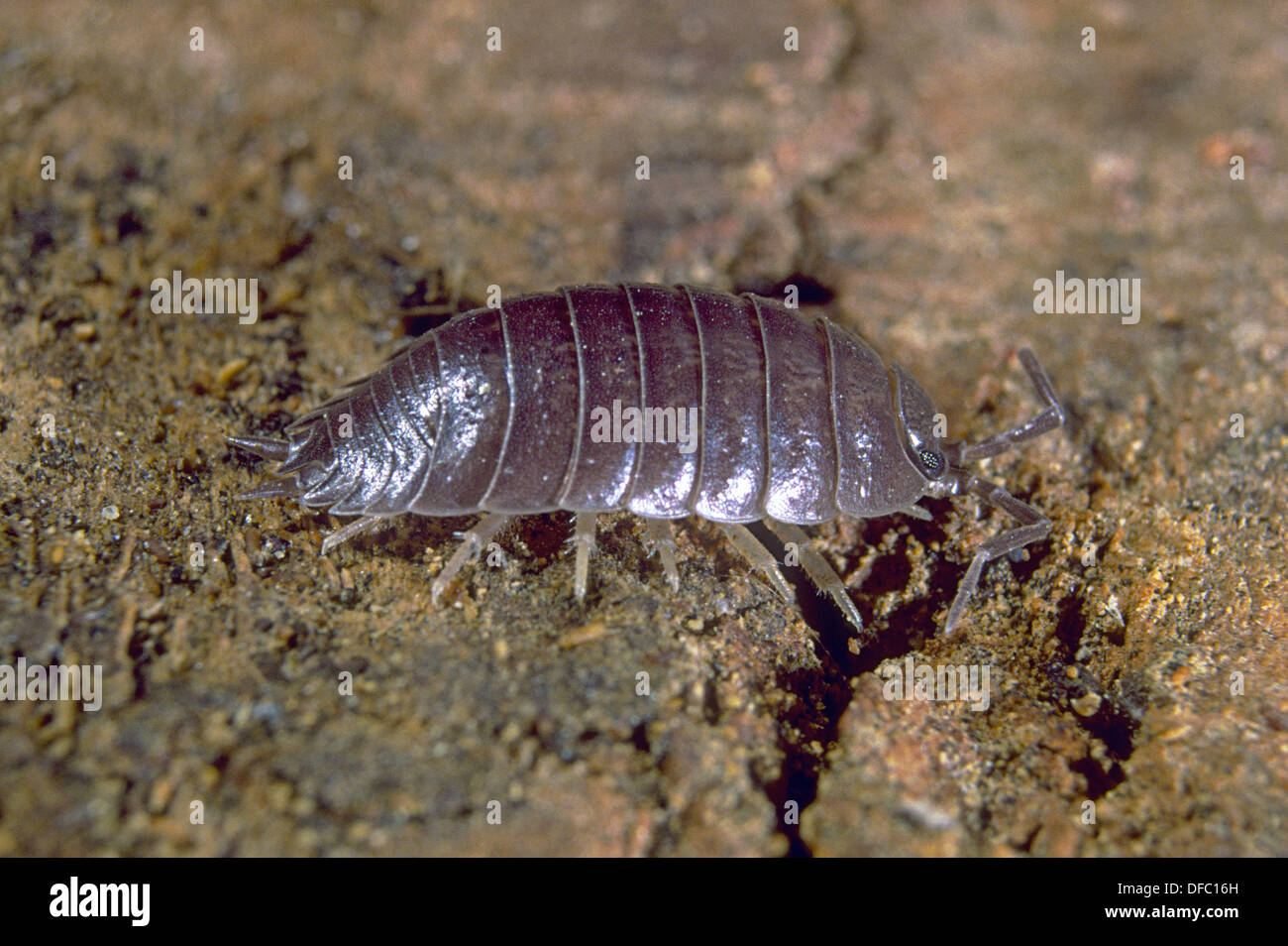 Pillbug armadillidium vulgare hi-res stock photography and images - Alamy