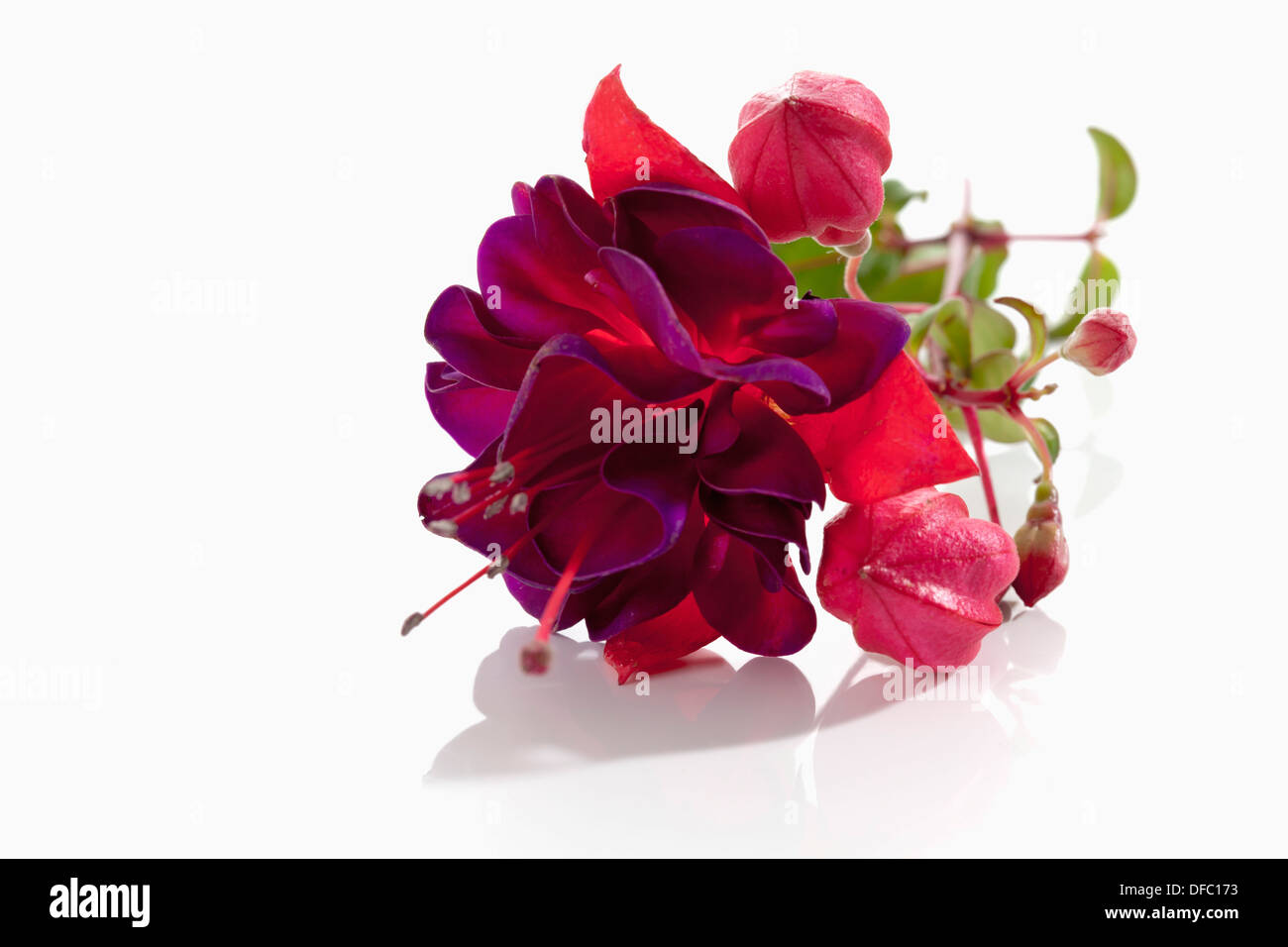 Fuchsia flowers on white background, close up Stock Photo - Alamy