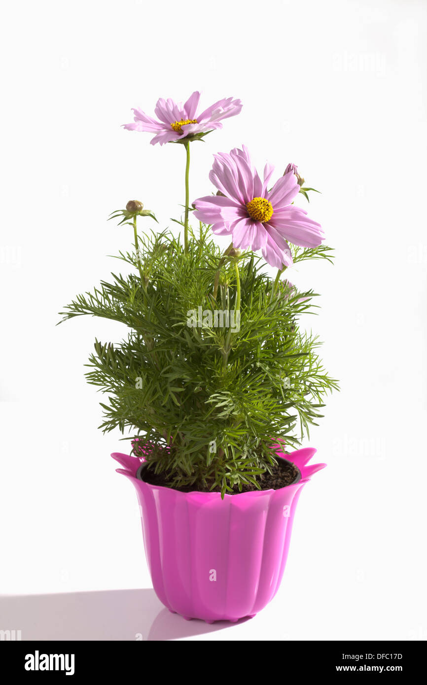 Potted plant of cosmos flowers on white background, close up Stock ...