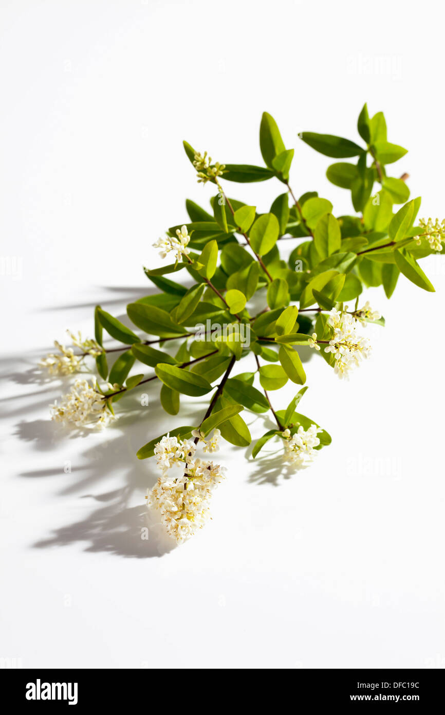 Privet flowers on white background, close up Stock Photo - Alamy