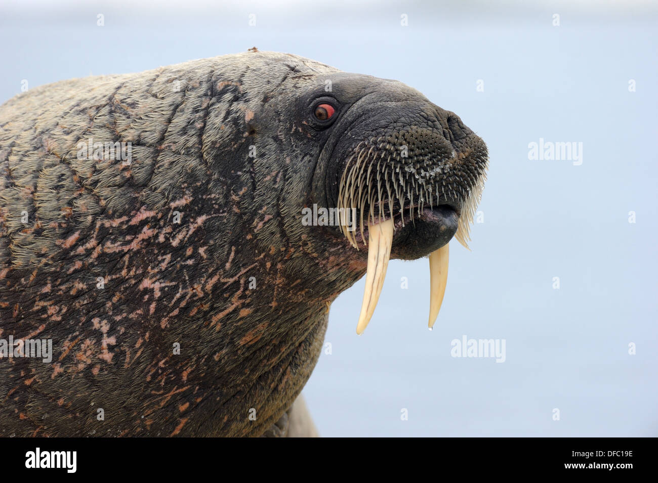 Foxe basin hi-res stock photography and images - Alamy