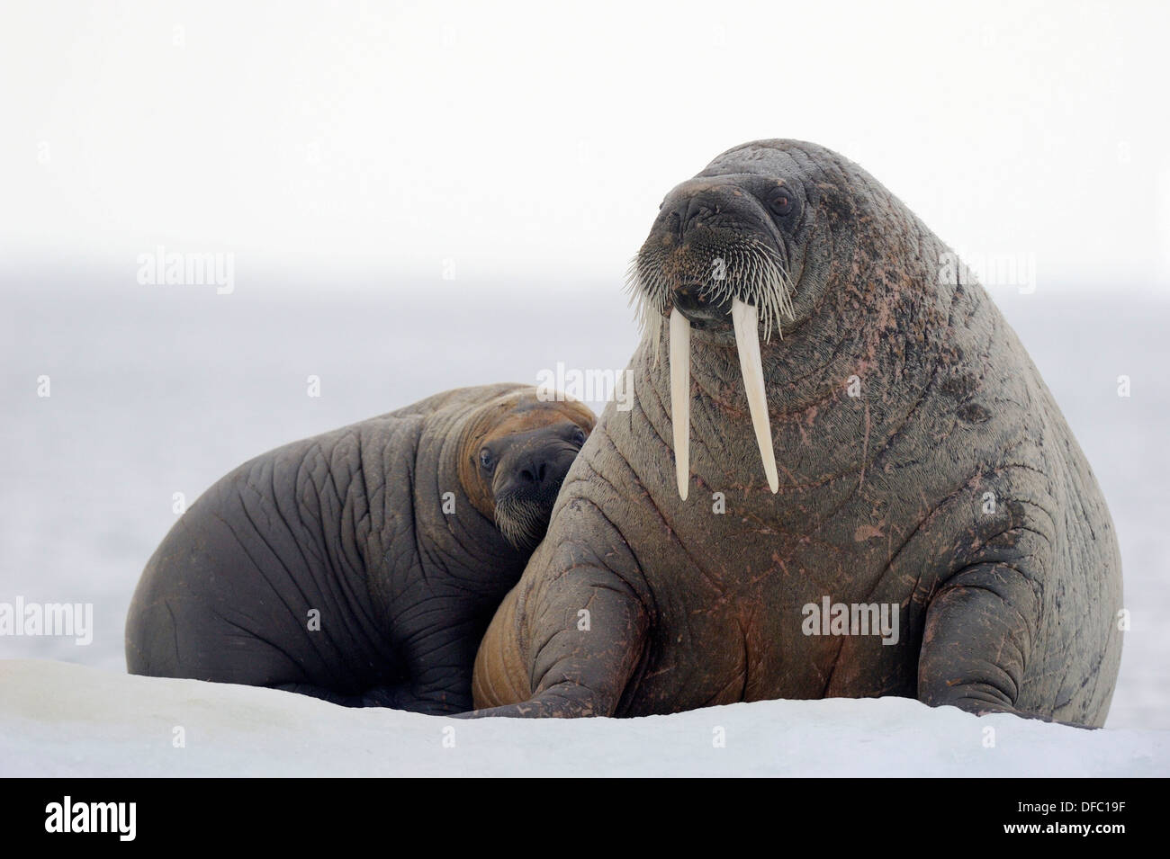 Newborn Baby Walrus