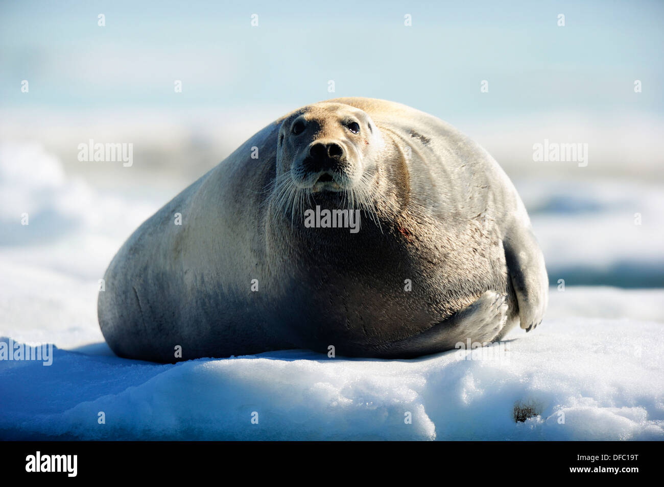 Bearded seal resting on ice Erignathus barbatus Foxe Basin, Nunavut ...