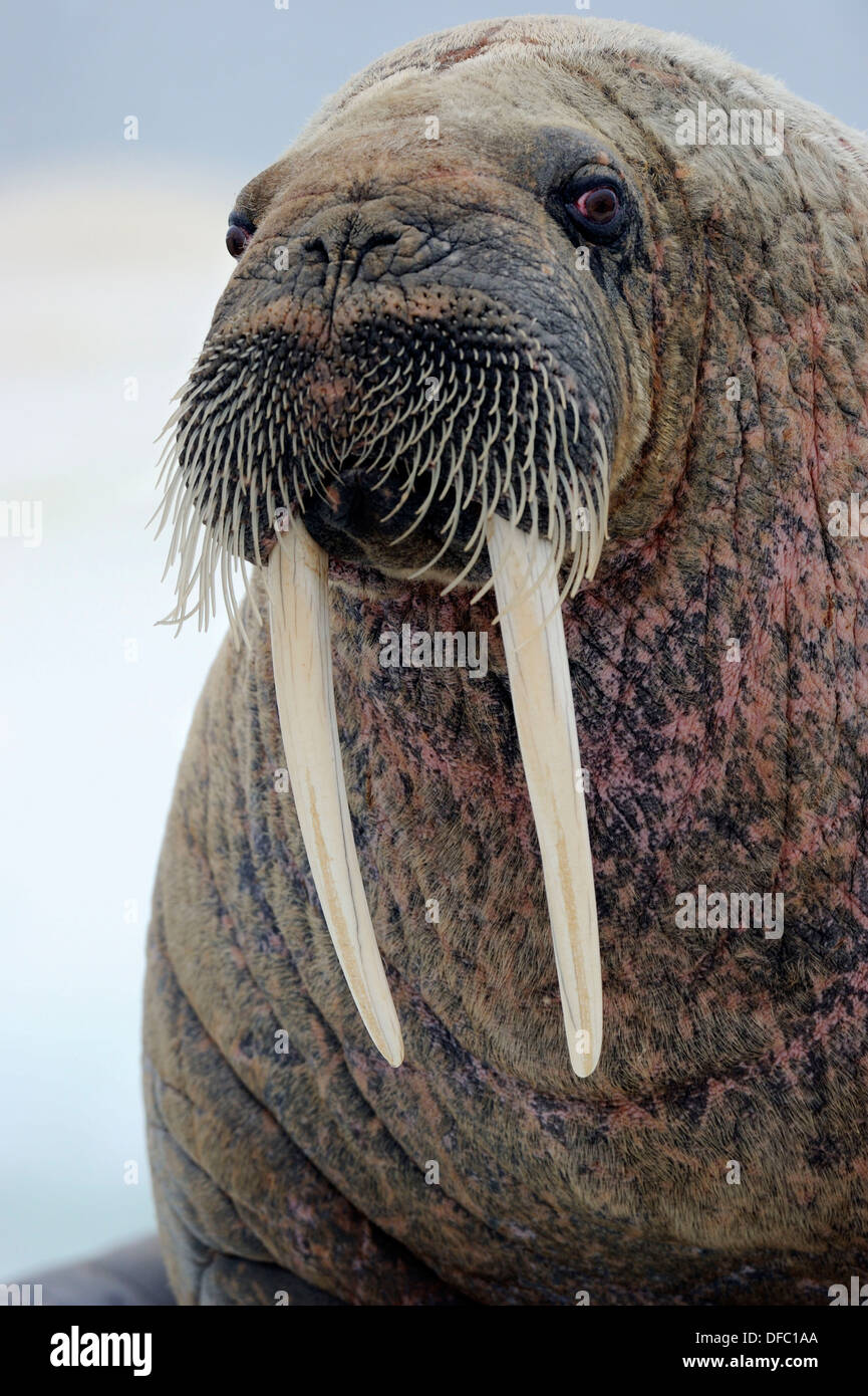 Portrait of walrus Odobenus rosmarus Foxe Basin, Nunavut, Canada Stock ...