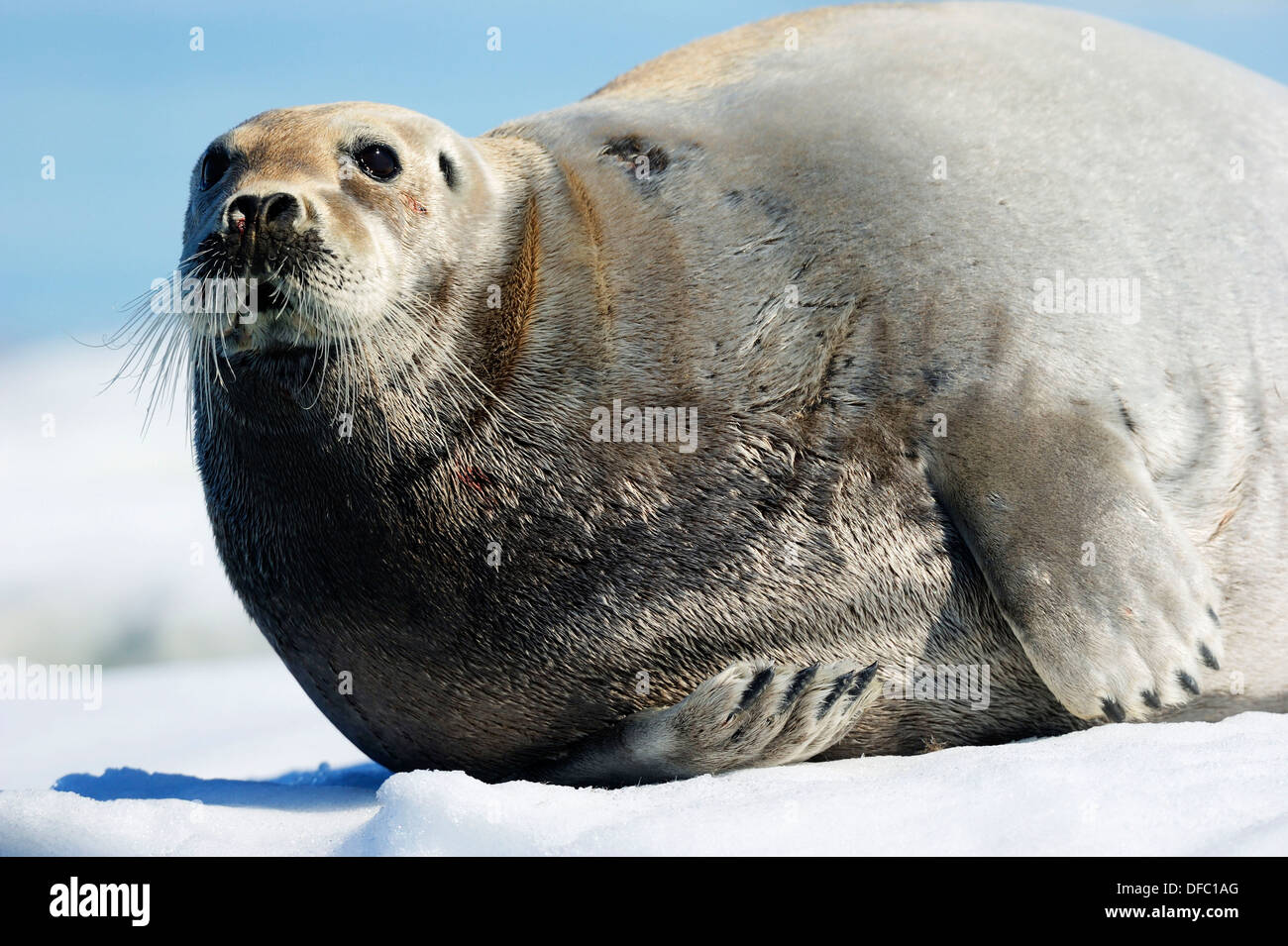 Seal basin hi-res stock photography and images - Alamy