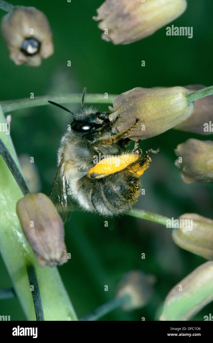Anthophoridae hi-res stock photography and images - Alamy