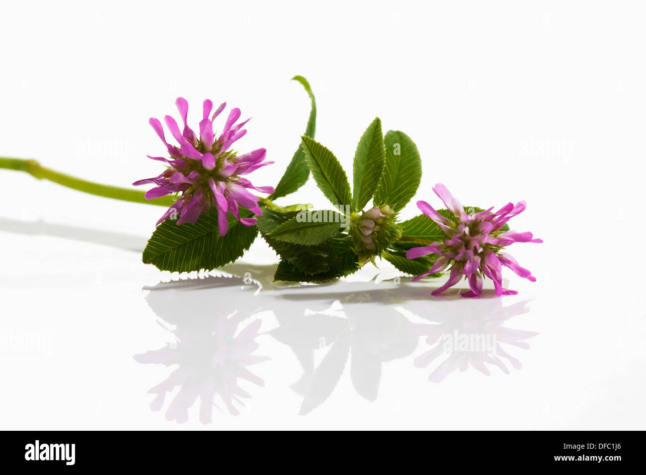 Pink persian clover on white background, close up Stock Photo - Alamy