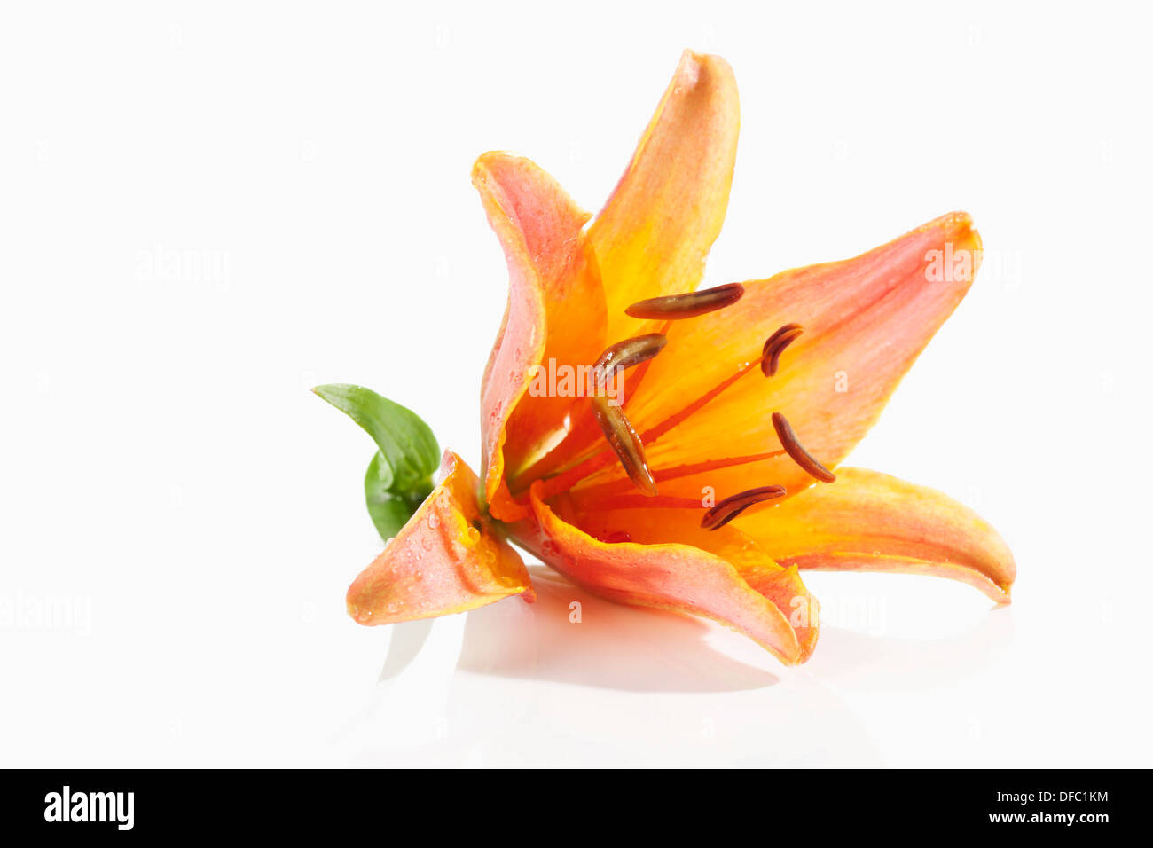 Close up shot lily Cut Out Stock Images & Pictures - Alamy