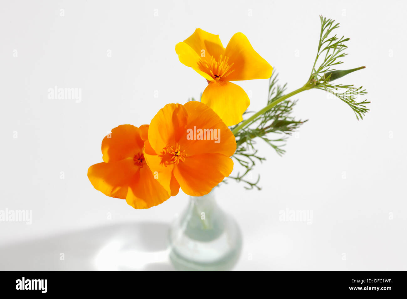Flowerpot of gold poppy flowers on white background, close up Stock ...