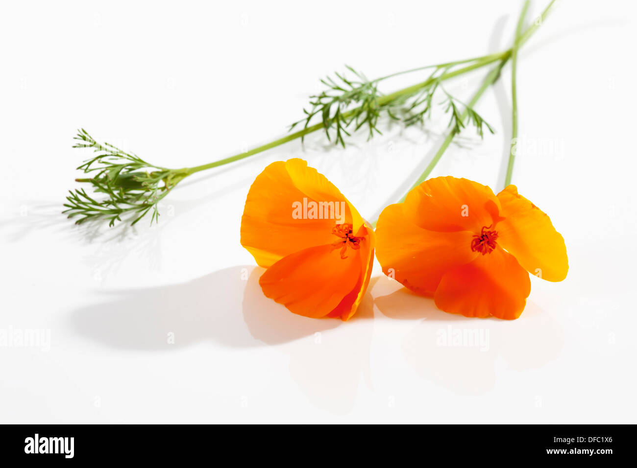 Gold poppy hi-res stock photography and images - Alamy