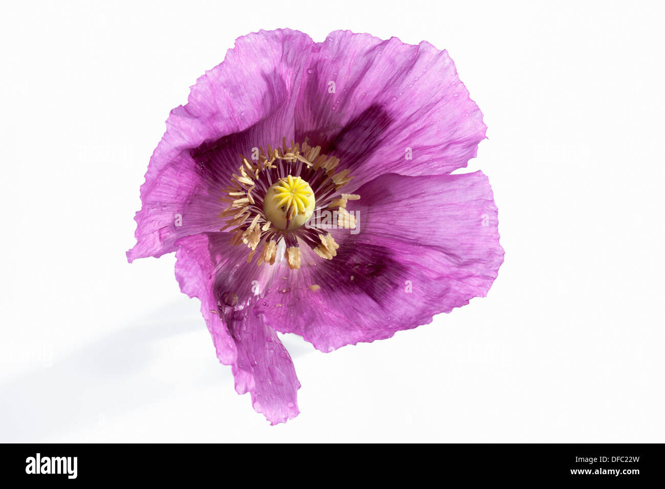 Poppy flower papaver on hi-res stock photography and images - Alamy