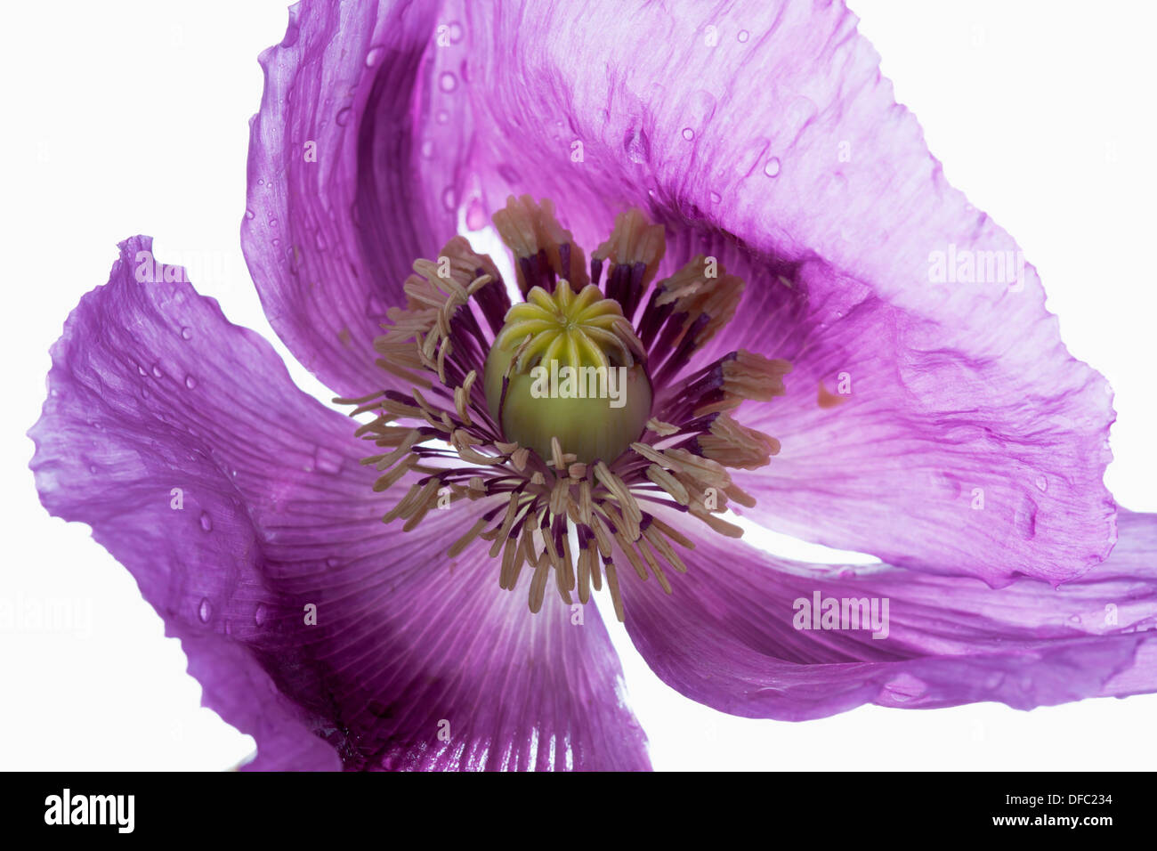 Opium poppy flower against white background, close up Stock Photo - Alamy