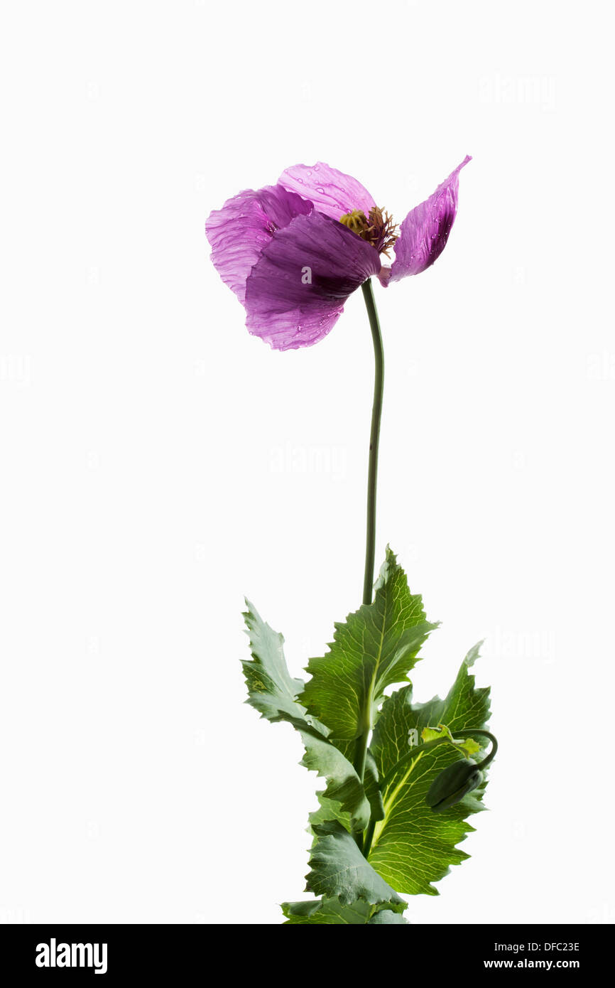 Opium poppy flower against white background, close up Stock Photo - Alamy
