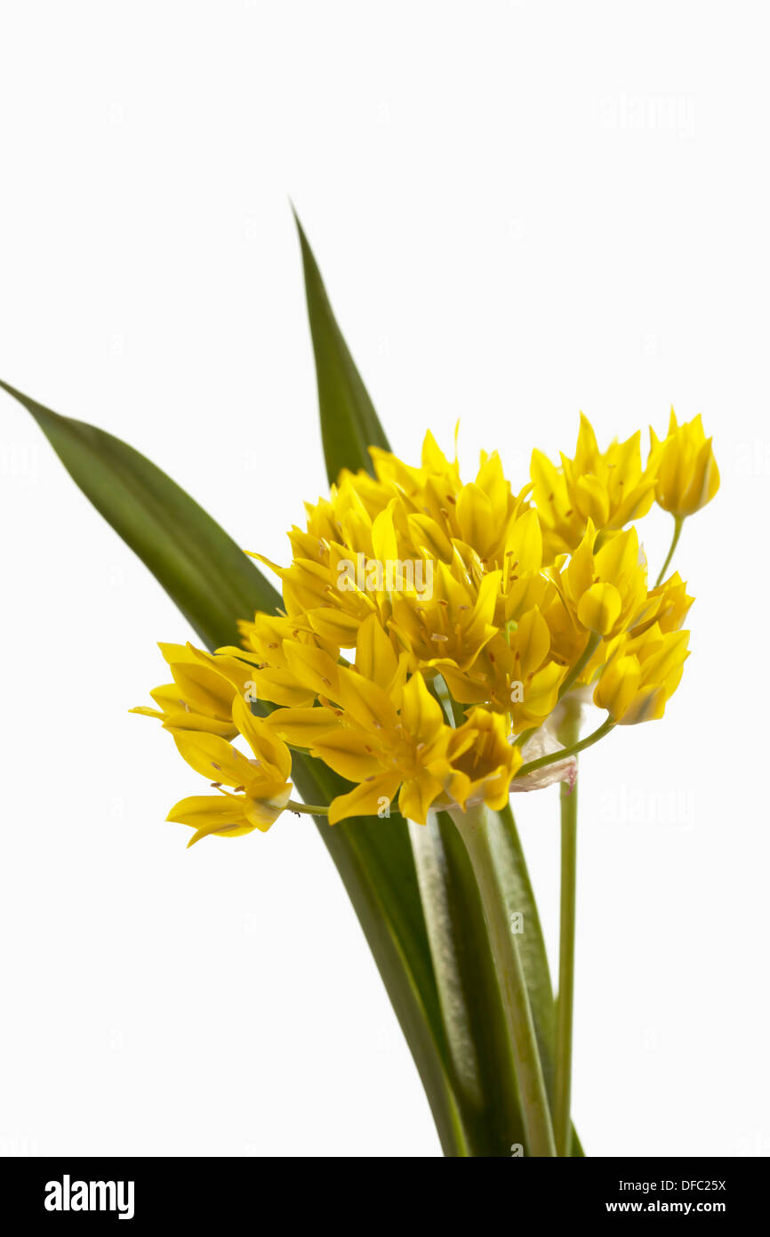 Allium Moly Flower High Resolution Stock Photography and Images - Alamy