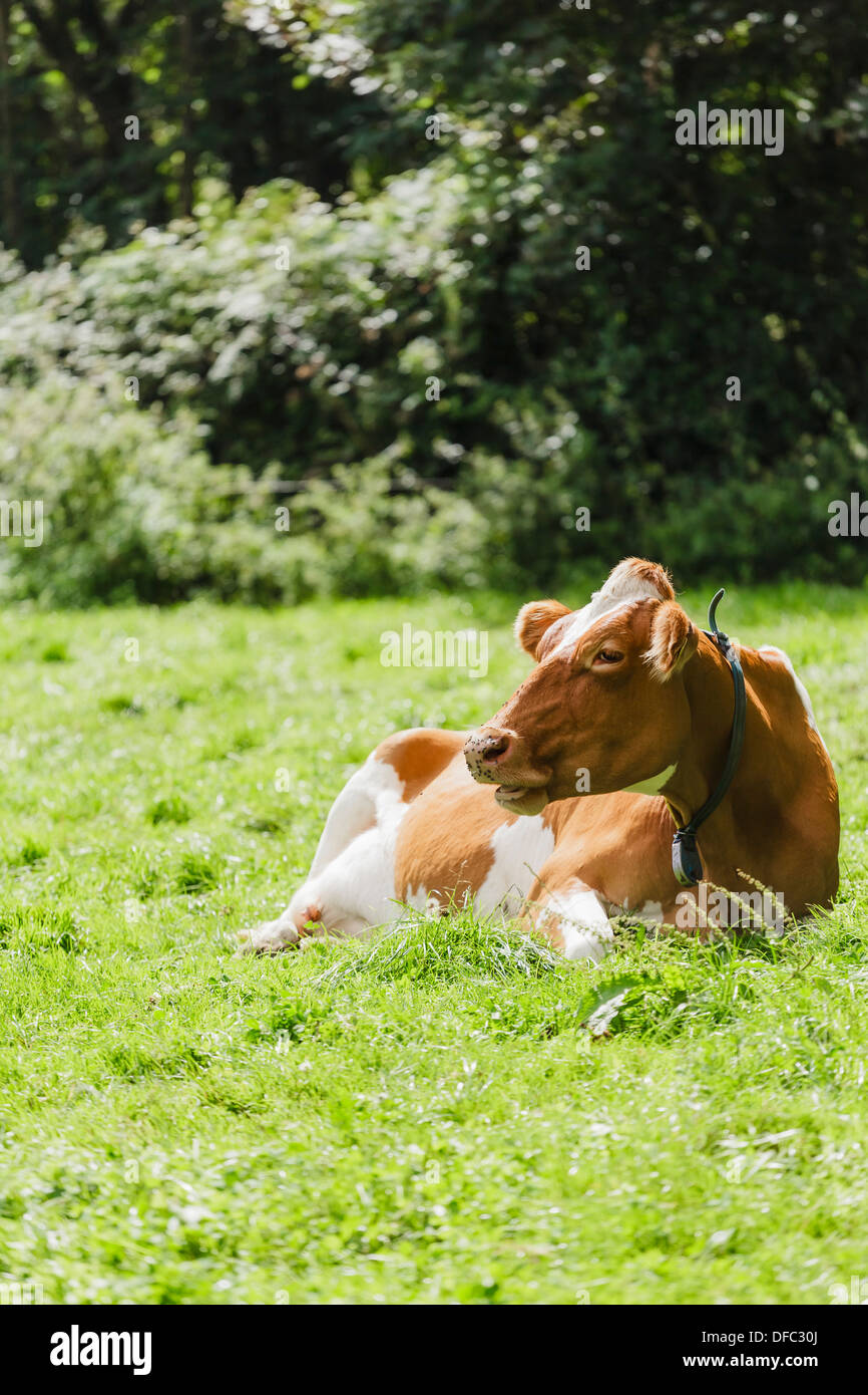 Guernsey and animals hi-res stock photography and images - Alamy