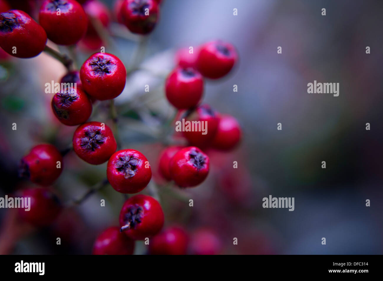 red berry burst Stock Photo - Alamy