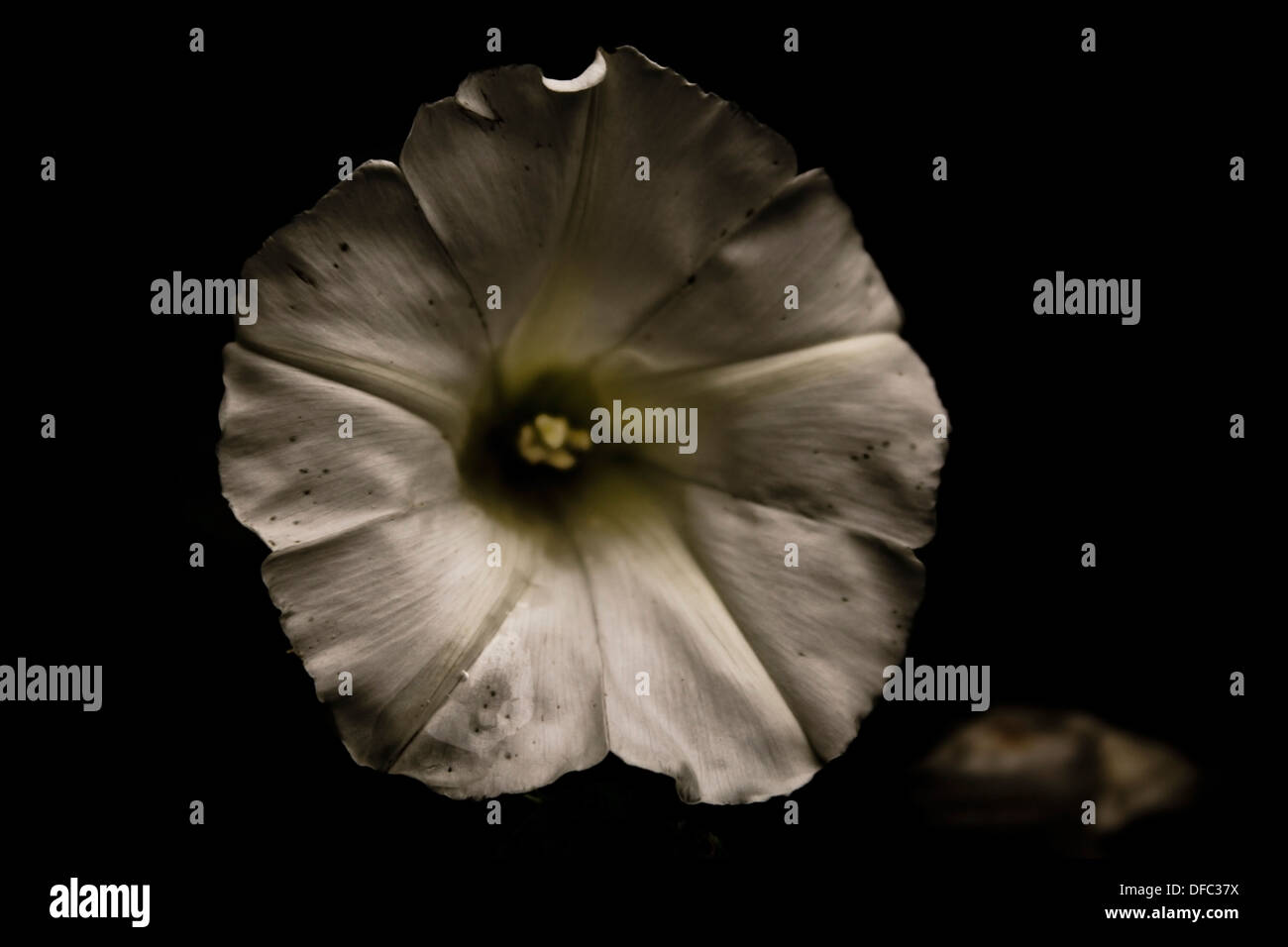 Edges of nature hi-res stock photography and images - Alamy