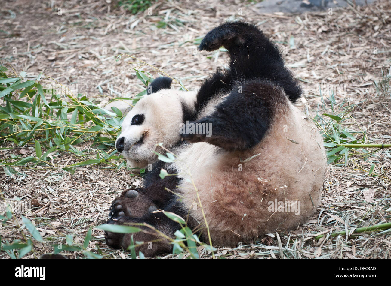 Giant panda in Panda House of Beijing Zoo, located in Xicheng District ...