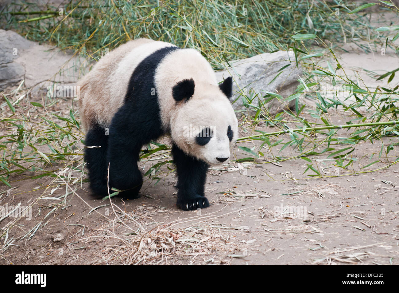 Giant panda in Panda House of Beijing Zoo, located in Xicheng District ...