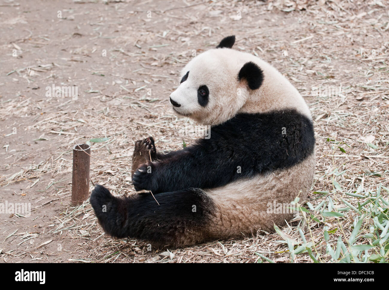 Giant panda in Panda House of Beijing Zoo, located in Xicheng District ...