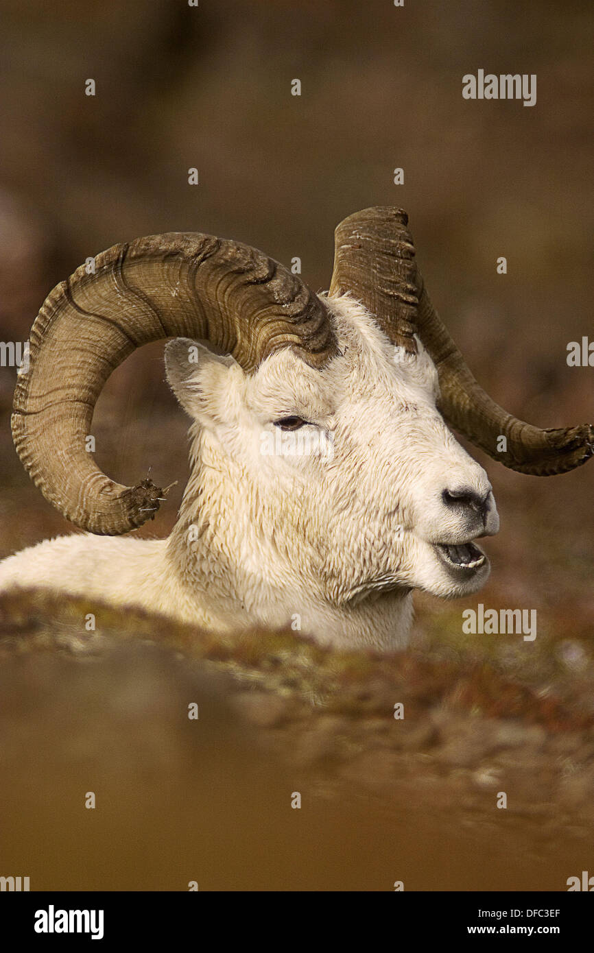 Dahl sheep hi-res stock photography and images - Alamy