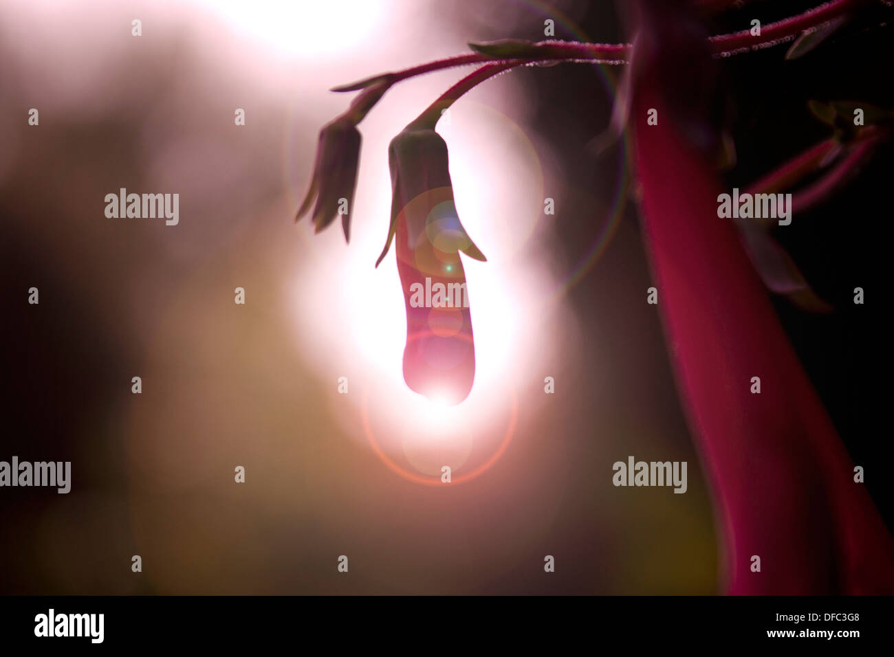 Light pod hi-res stock photography and images - Alamy