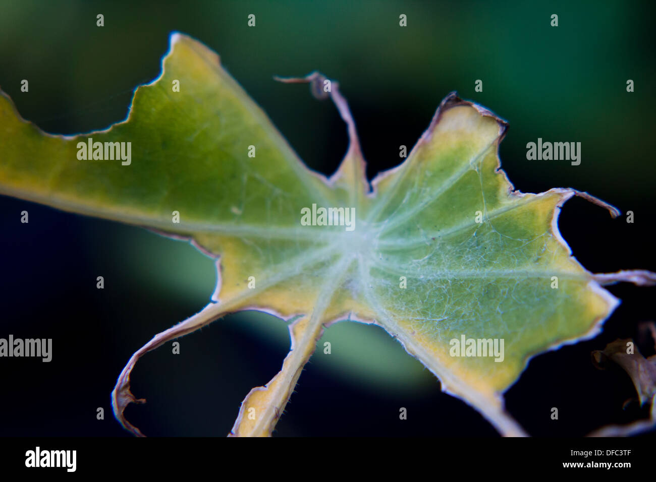 Eaten leaf hi-res stock photography and images - Alamy